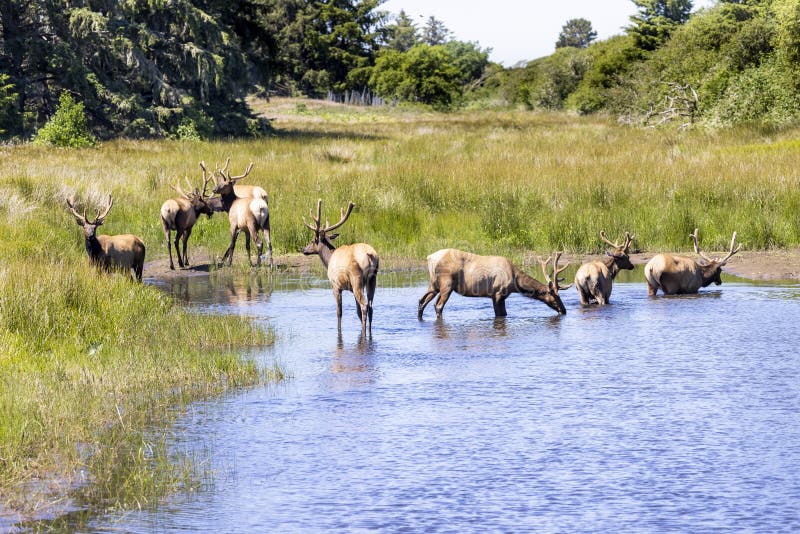 Elk cooling down in a lake stock photo. Image of water - 250449010