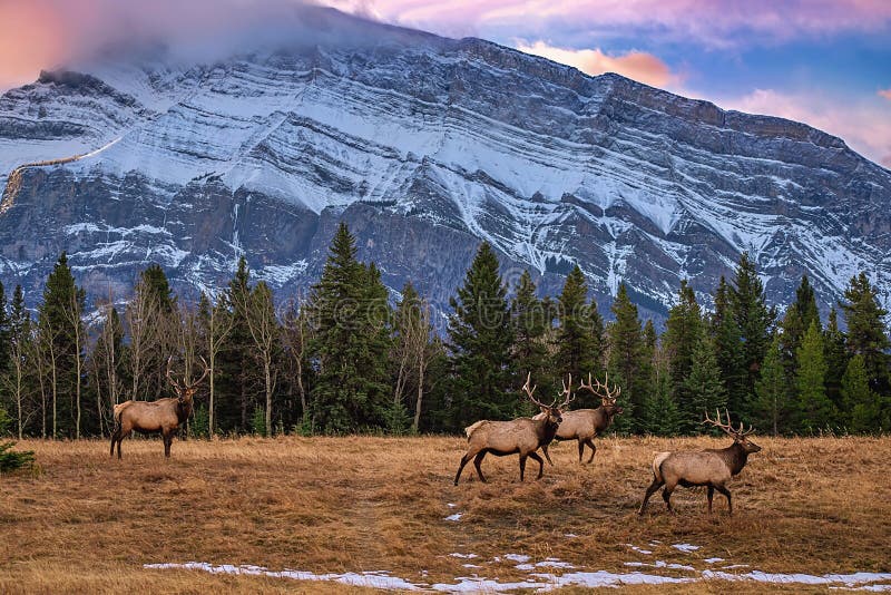 A Herd of Elk in the Mountains at Sunrise Stock Image - Image of ...