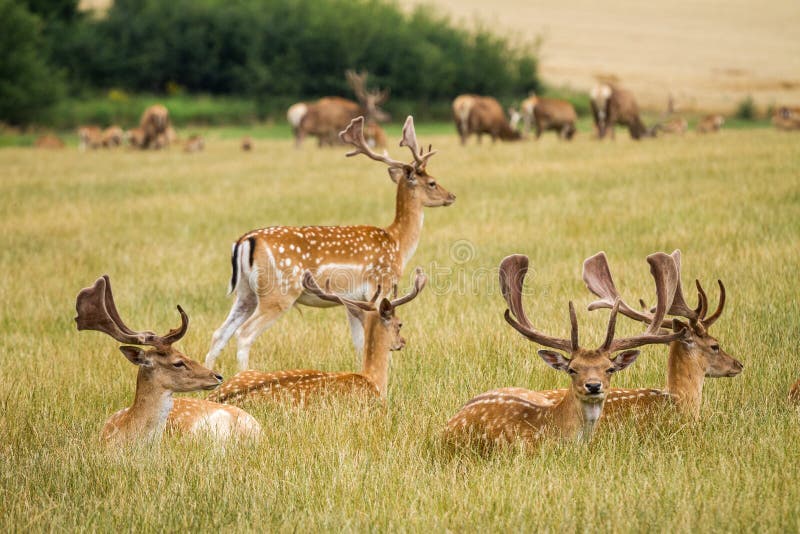 Herd of Fallow Deer stock image. Image of eastern, deer - 60736837