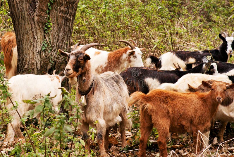 Herd Farm Animals Disturbed Man. Stock Image - Image of farm, risk ...