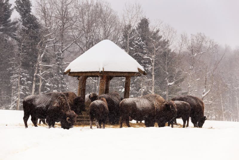 A herd of feeding buffalo stock photo. Image of coyotes - 45397836