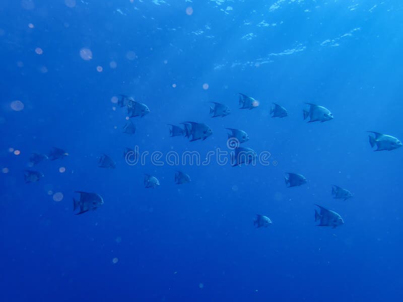 Herd of Fish Swimming in a Deep Blue Sea Stock Image - Image of water ...