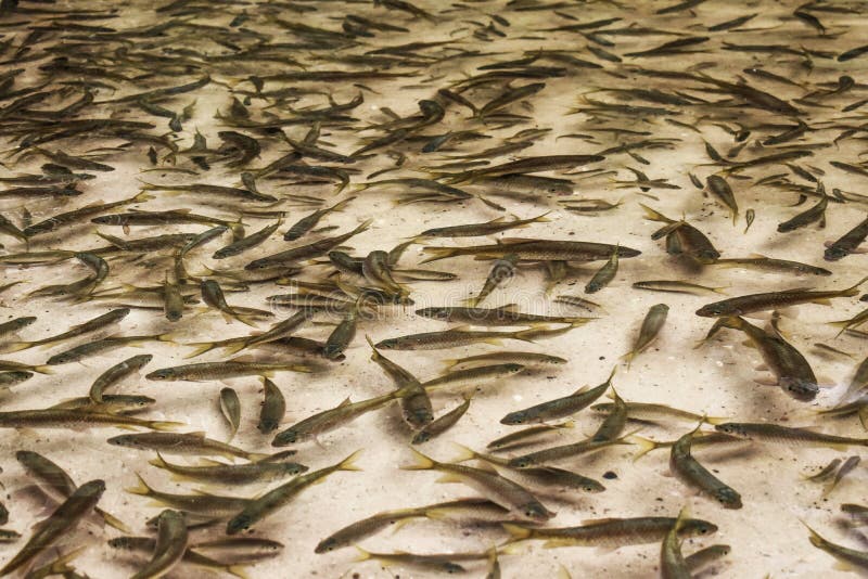 Herd of Fish Swimming when Look Form Top View Surface of Wate Stock ...