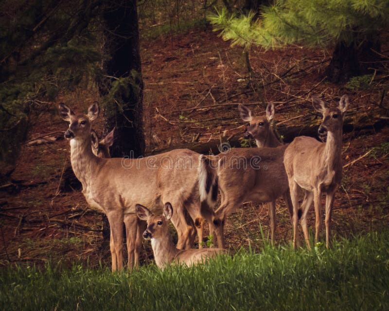Herd of Five Whitetailed Deer Stock Image - Image of wild, whitetail ...