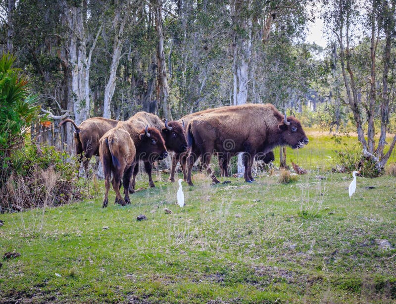 Herd of Florida Bison or Buffalo Stock Image - Image of american, teton ...