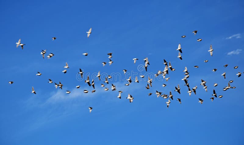 A Herd of Flying Larks in Blue Sky Stock Photo - Image of bird, flying ...