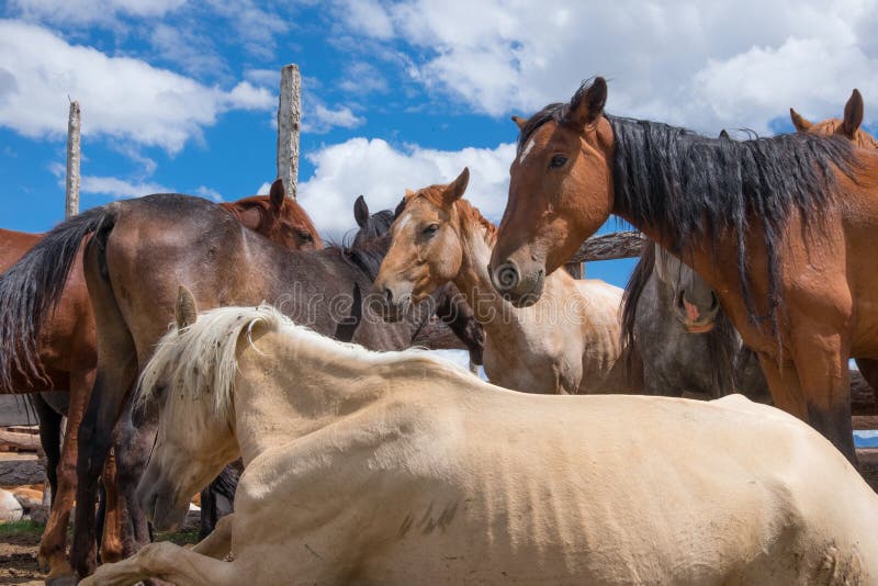 Herd of foals stock image. Image of rest, meadow, nature - 110542371