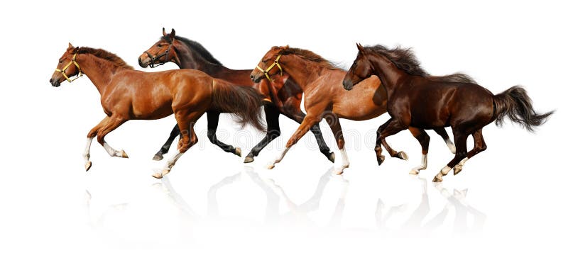 Herd gallops stock photo. Image of active, equine, chestnut - 8663256