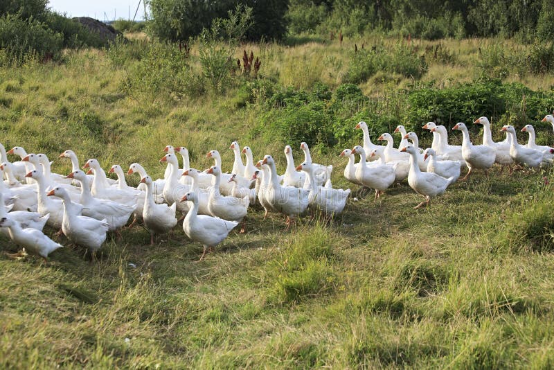 Herd geese coming home. stock image. Image of summer - 27937911