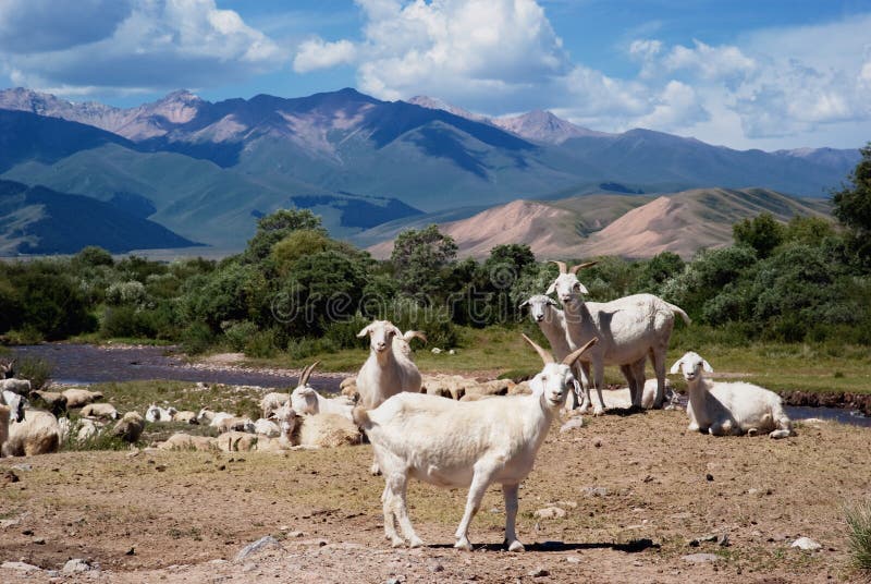 Herd of goats stock image. Image of horizontal, goats - 14493101