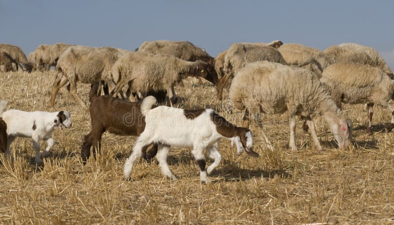 Herd of goats stock photo. Image of herd, farm, sheep - 7510128