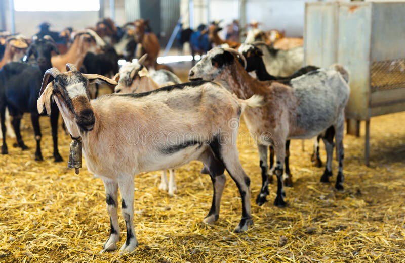 Herd of Goats in Barn at Livestock Farm Stock Photo - Image of ...