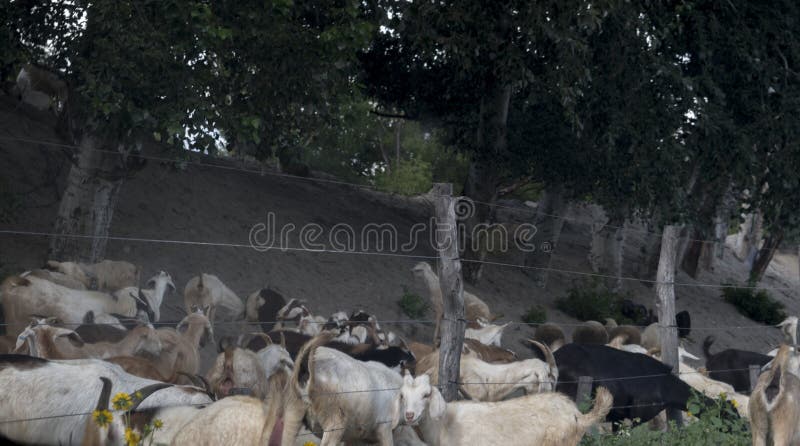 Herd of Goats in Cafayate, Salta Stock Photo - Image of agriculture ...