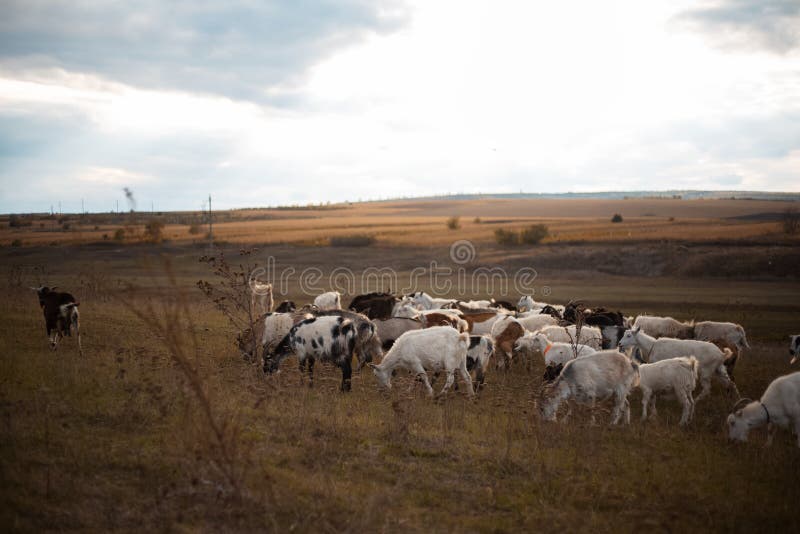 Herd of goats in field. stock image. Image of agriculture - 173750701