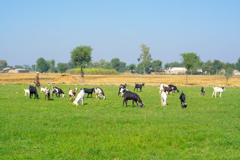 Herd of goats in the field stock photo. Image of flock - 165895654