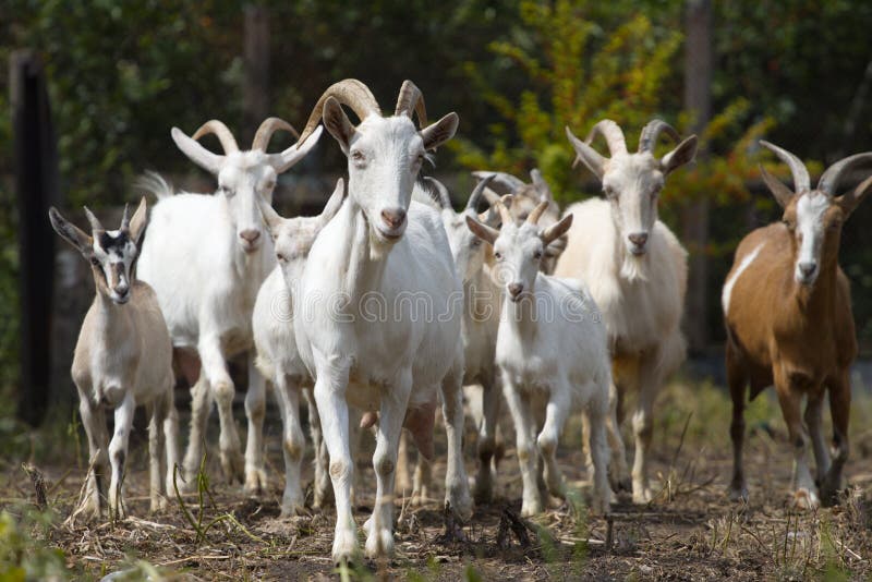 Goats in nature. stock photo. Image of livestock, graze - 190626572