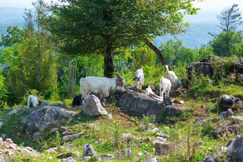 A Herd of Goats Graze Under a Tree Stock Image - Image of mountain ...