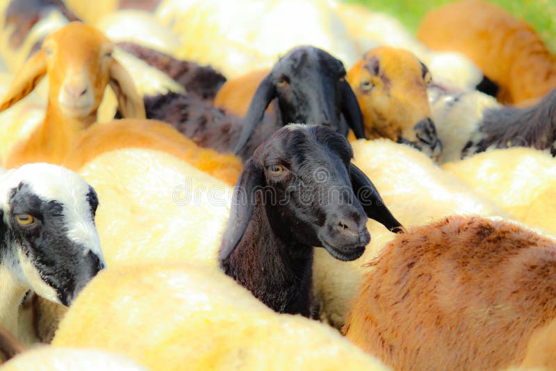 Herd of goats stock image. Image of goats, heard, herd - 106944069