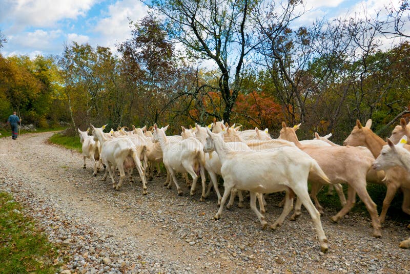 Herd of goats stock photo. Image of green, france, country - 102922022