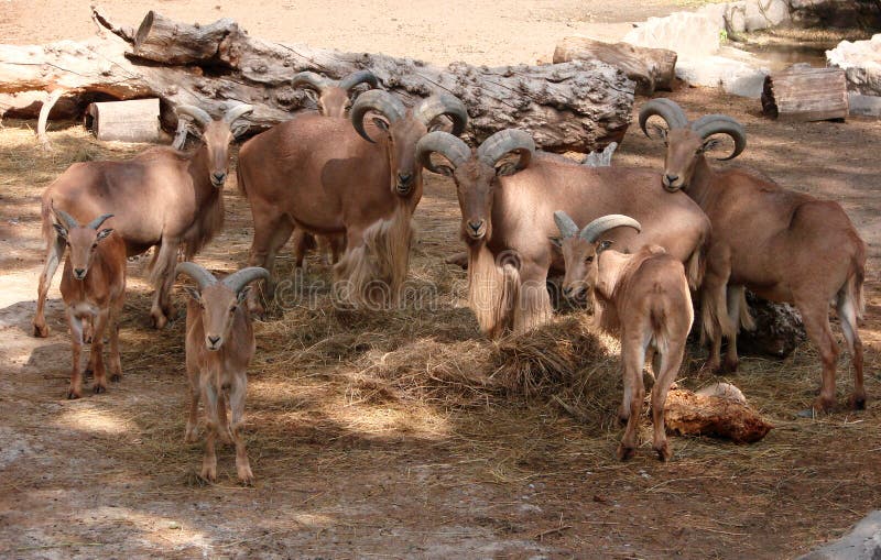 Herd of goats, Mali stock photo. Image of nonurban, africa - 38866768