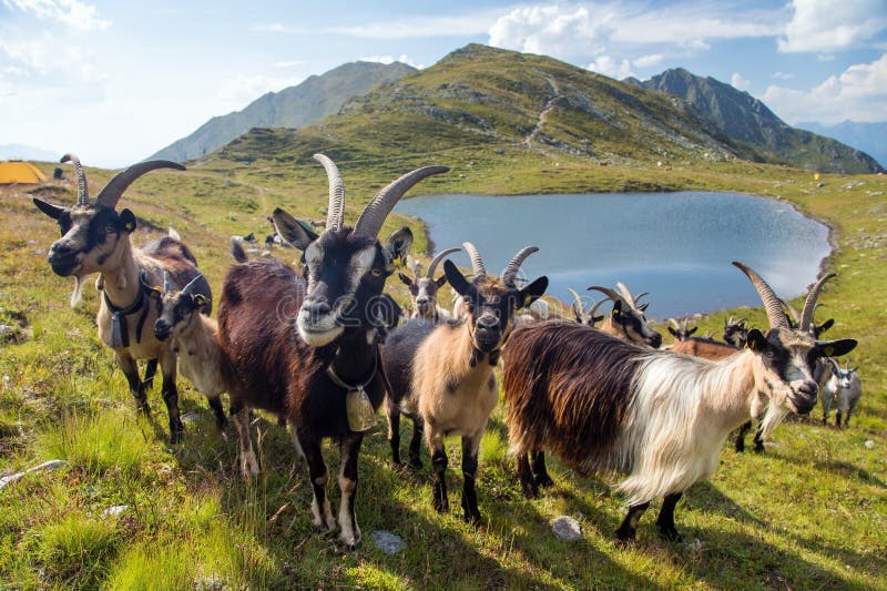 Herd of Goats in the Mountains by the Lake, Carnic Alps Stock Photo ...