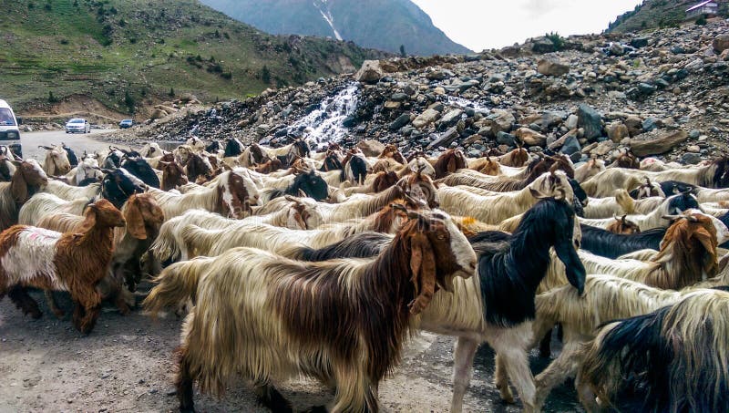 Herd of Goats stock image. Image of landscape, goats - 43353115