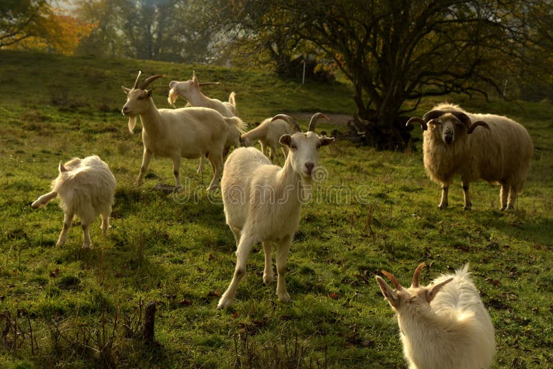 Herd of Goats in a Pasture. Stock Photo - Image of goat, spring: 210755964