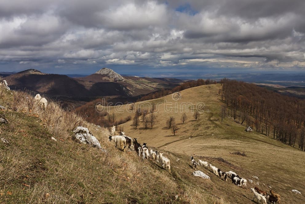 Herd of Goats Perched on the Mountainside Stock Image - Image of ...