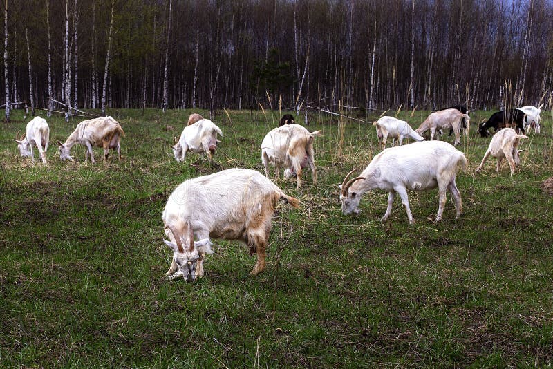 Herd of Goats Pops into the Field Stock Image - Image of land ...