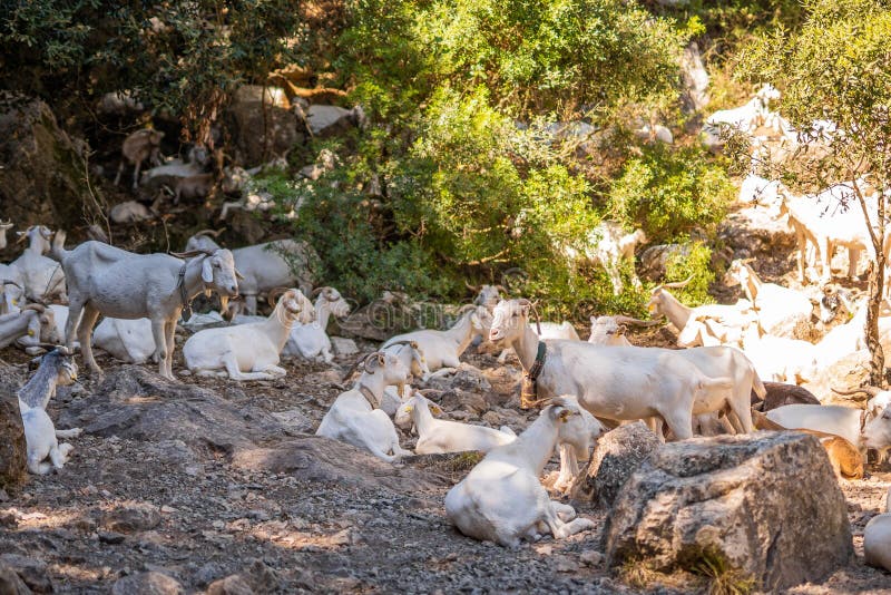 Herd of Goats Resting Free on the Mountain Stock Image - Image of ...