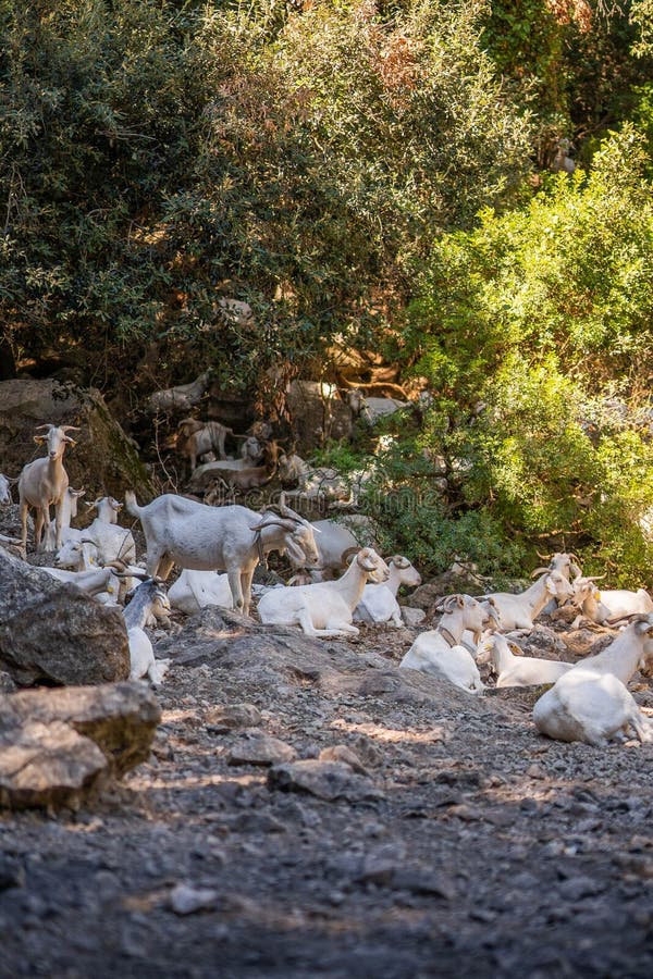 Herd of Goats Resting Free on the Mountain Stock Photo - Image of ...