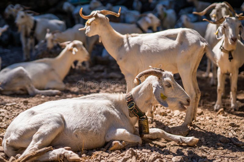 Herd of Goats Resting Free on the Mountain Stock Photo - Image of alps ...