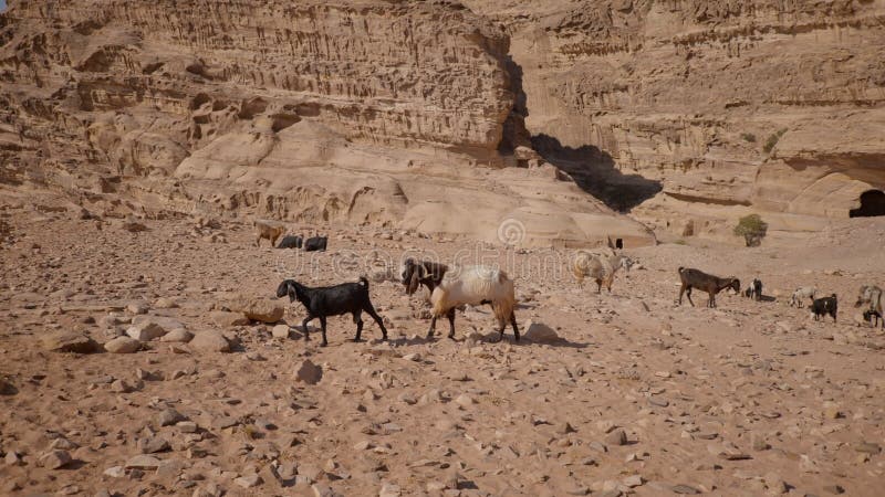 Goat Desert stock video. Video of valley, wadi, canyon - 257713205