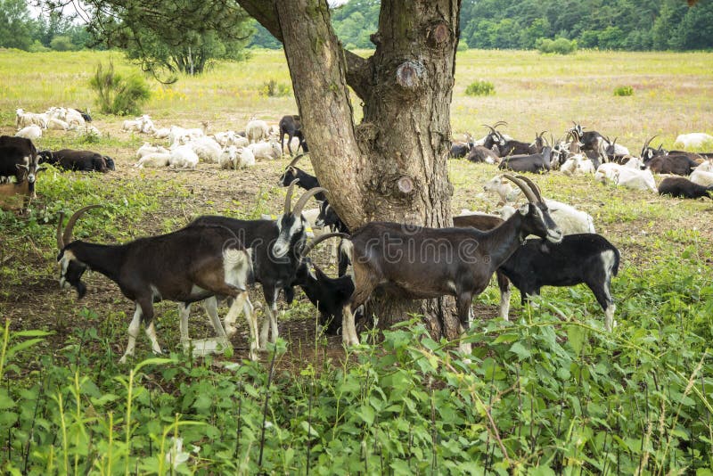 Goats under tree stock photo. Image of grass, meadow - 23114142