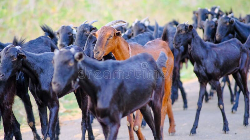Herd of Goats Walking on the Road Stock Image - Image of wildlife, herd ...