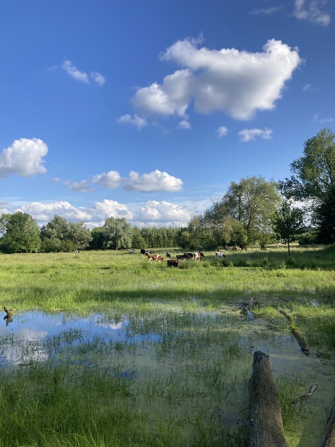 A Herd of Grazing Cows with Blue Sky Stock Image - Image of blue, trees ...