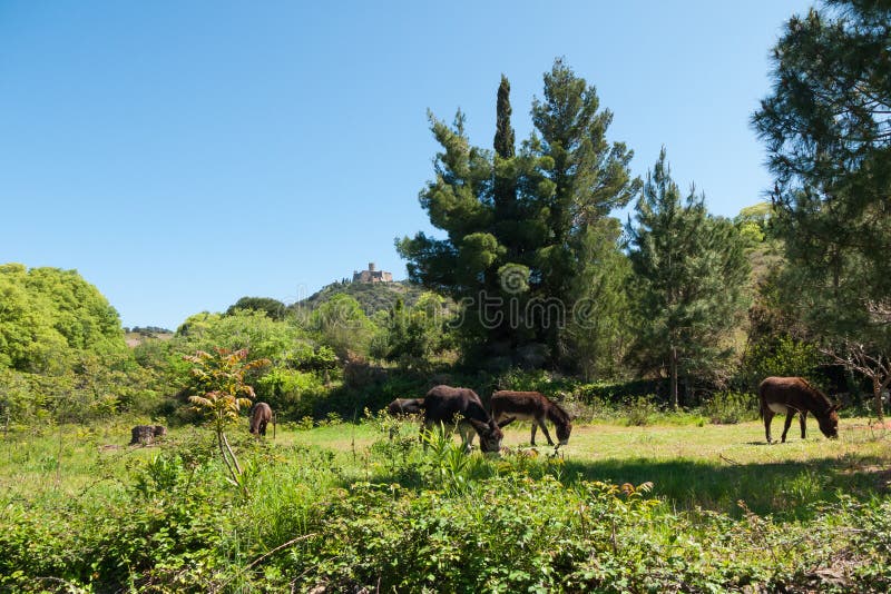 Herd of grazing donkeys stock photo. Image of agriculture - 41774670