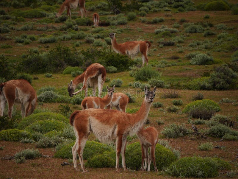 Herd of Guanacos Eating Grass in a Field Stock Photo - Image of ...