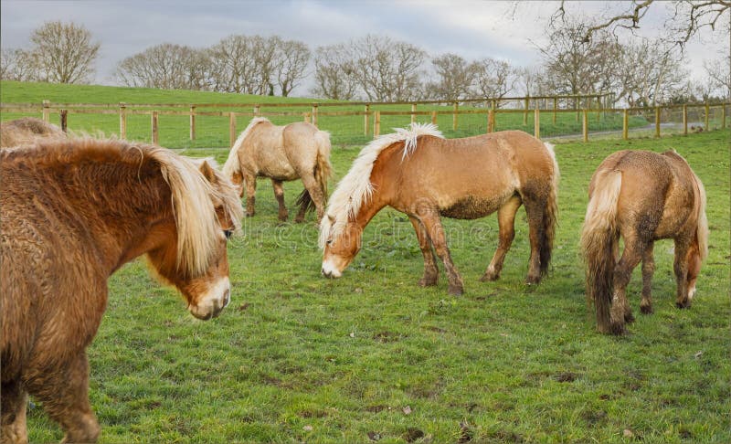 A Herd of Haflinger Ponies Grazing in a Field Stock Photo - Image of ...