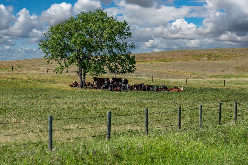 A Herd of Hereford Cattle Resting in the Shade of a Tree in a Pasture ...