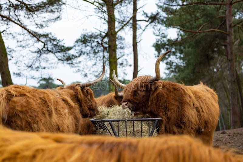 Herd of Highland Cattle Grazing in a Rural Setting, with Trees and ...