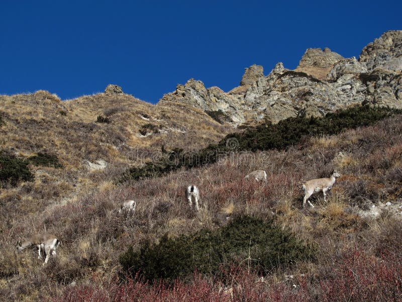 Herd of Himalayan Blue Sheep Stock Photo - Image of blue, wildlife ...
