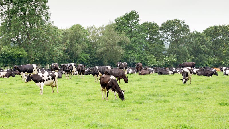 Herd Of Holstein Friesian Cows Stock Image - Image of herbivore ...