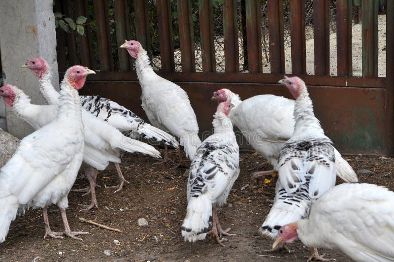 Turkeys in a rural yard stock photo. Image of agriculture - 187434670