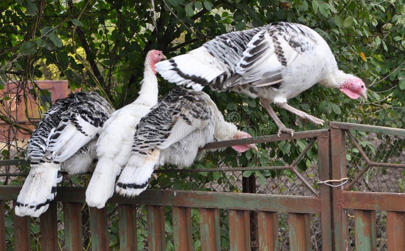 Turkeys in a rural yard stock image. Image of home, backyard - 187434729