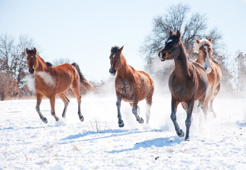 Herd of Horses Charging in Snow Stock Image - Image of steam, outdoors ...