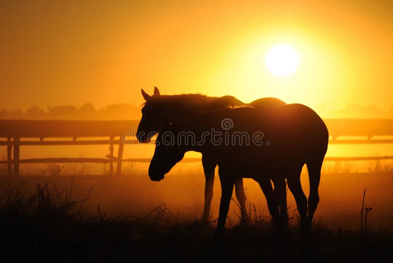 Sunrise and Texas Ranch Gate Stock Photo - Image of cattle, sunrise ...
