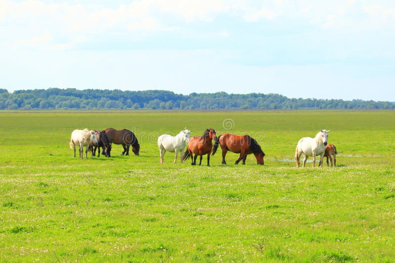 Herd of Horses in Pasture on Meadow Stock Photo - Image of brown ...