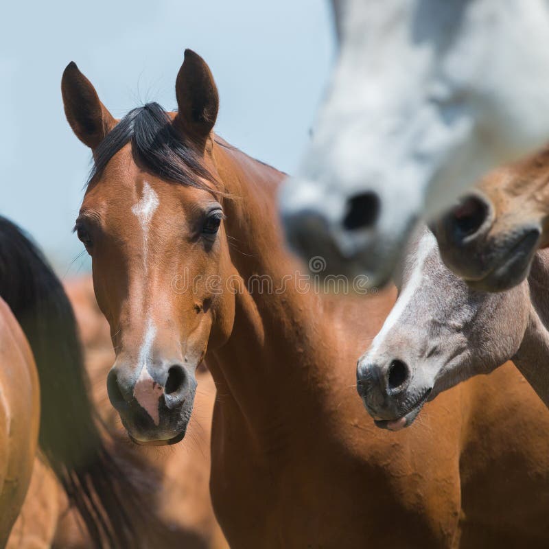 Herd of Horses Running, Arabian Horses Stock Image - Image of galloping ... Herd of Horses Running, Arabian Horses Stock Image - Image of galloping ...