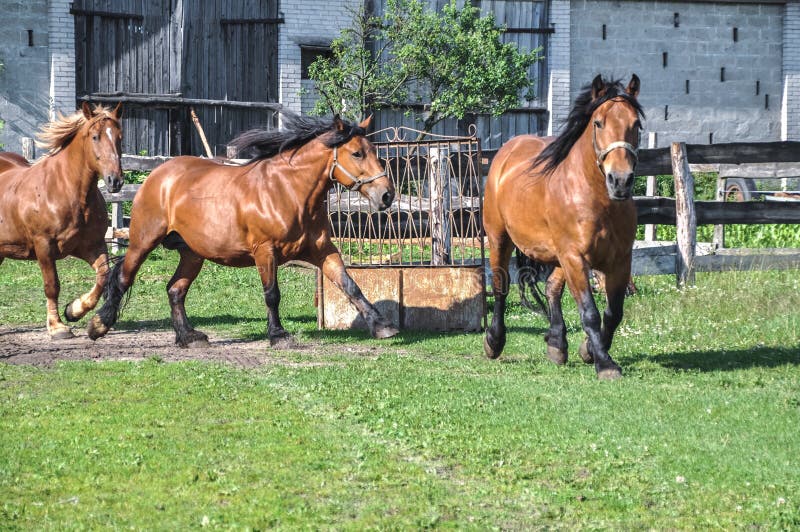 A Herd of Horses Running through the Paddock in Front of the Stable ...
